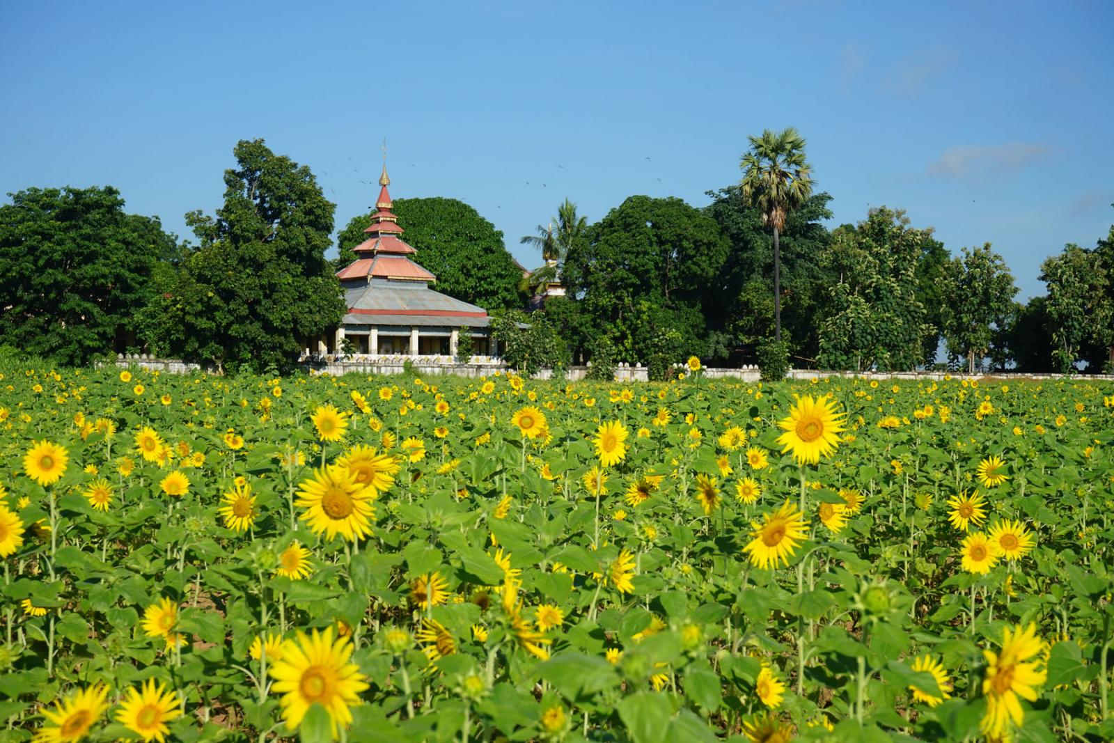 မင်းဘူး(စကု)မြို့နယ်အတွင်း မိုးသီးနှံစိုက်ပျိုးထားရှိမှု တာဝန်ရှိသူများအဖွဲ့ ကွင်းဆင်းကြည့်ရှုစစ ...